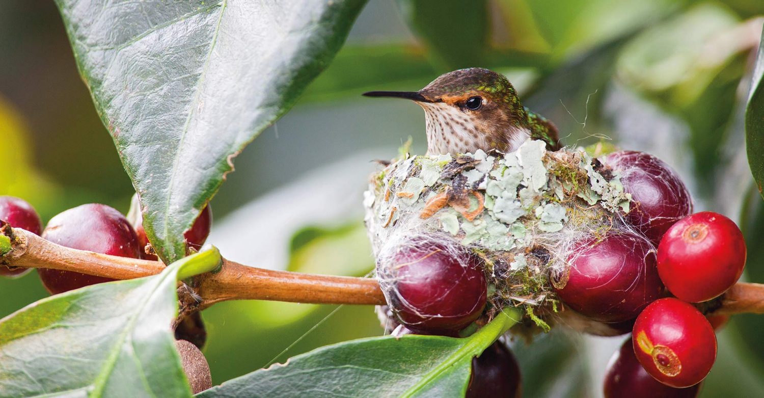 Cafe De Costa Rica – Indicación Geográfica