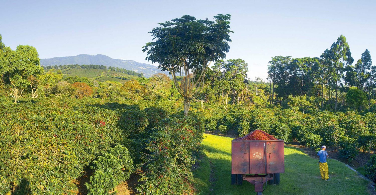 Cafe De Costa Rica – Indicación Geográfica