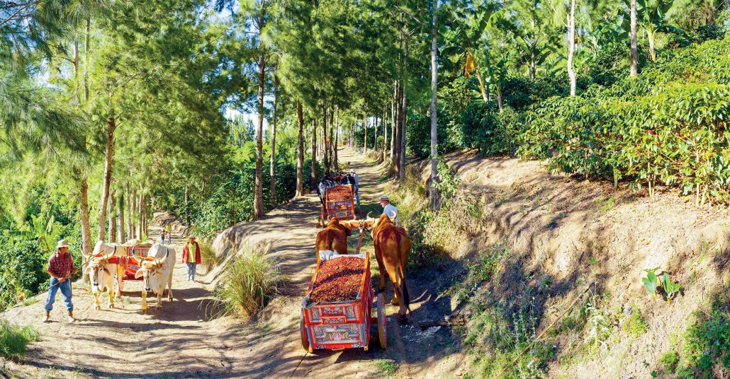 Cafe De Costa Rica – Indicación Geográfica