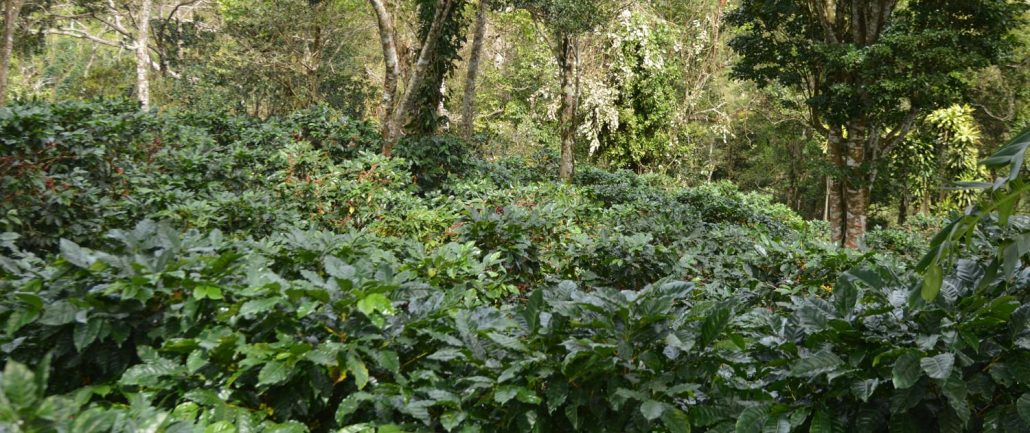 Valle Occidental – Cafe De Costa Rica